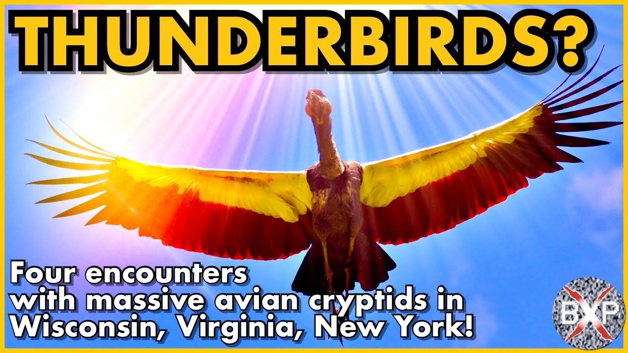 Huge Cryptid Thunderbird Encounters! What explains these creatures ...