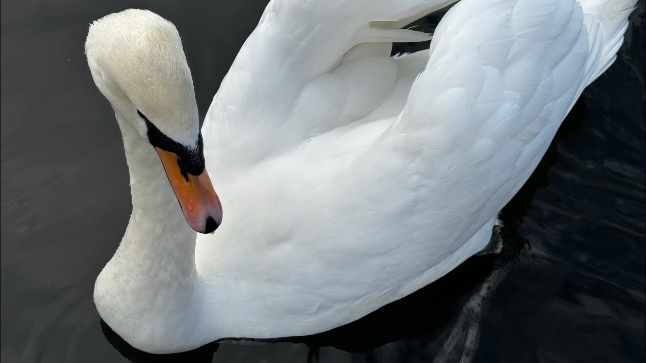 Big White Borbs 🦢 - YouTube