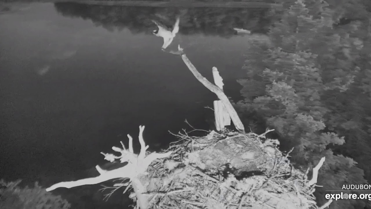 What startled Phoebe? - Hog Island Osprey Nest 2020 06 04 - YouTube
