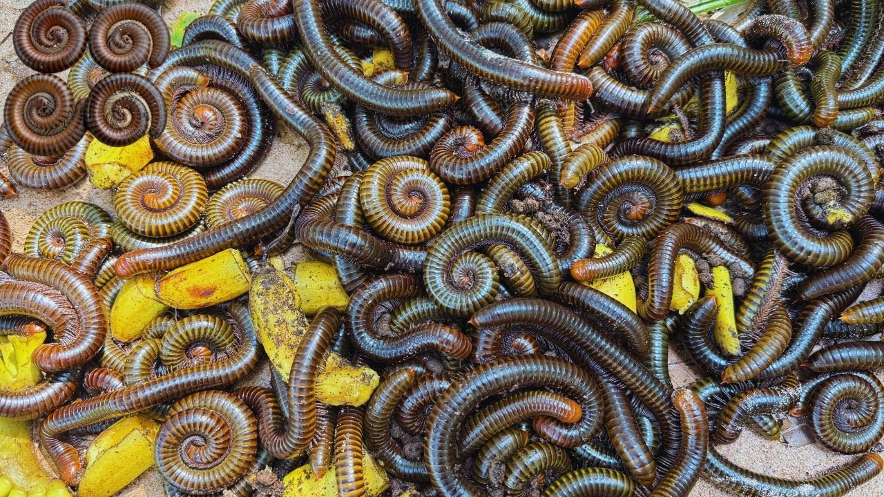 Millipede Relocation for Future Ecotourism | Nature Conservation ...