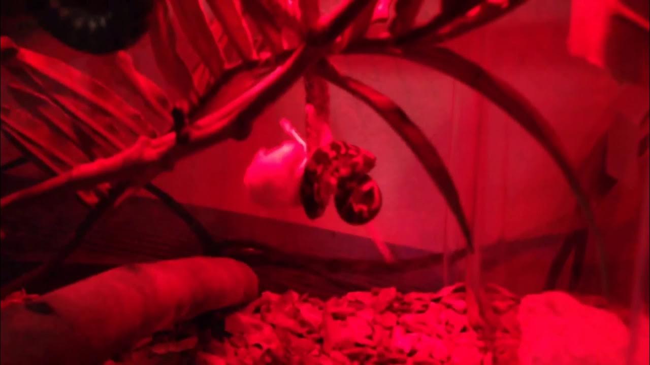 Clumsy Coastal Carpet Python hatchling - YouTube