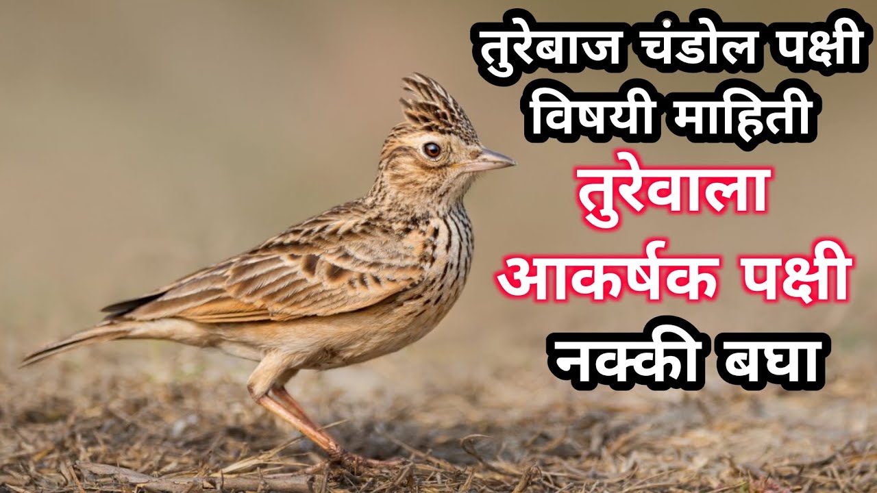 turebaz chandol pakshi vishay mahiti | turebaz chandol pakshi chi ...