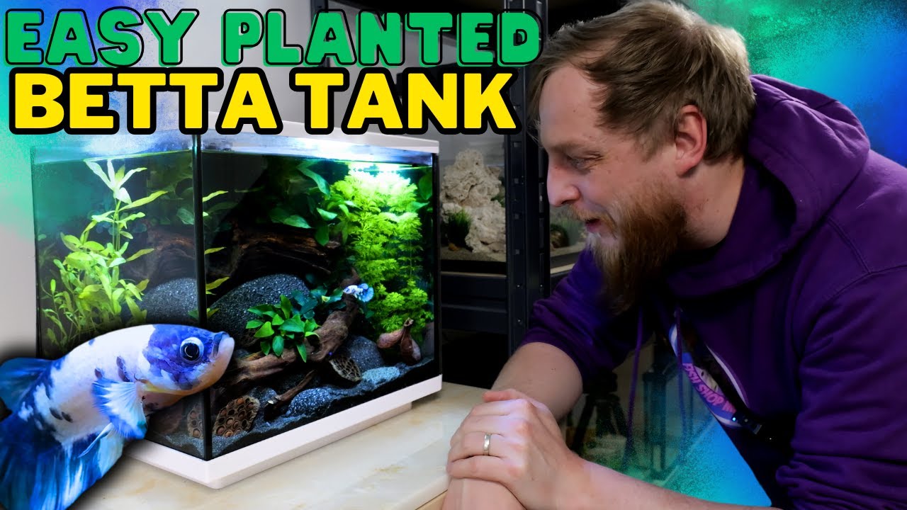 Setting Up a Natural Betta Aquarium! Step by step guide. - YouTube