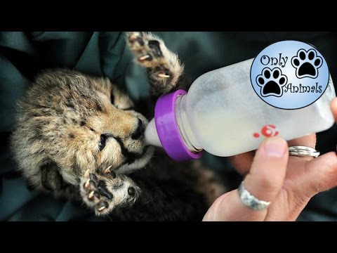 Baby animals drinking milk from the bottle - Compilation // Only ...