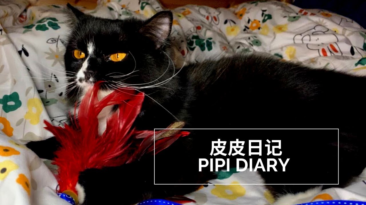 【皮皮日记 PIP DIARY】玩毛毛毽子 08 - YouTube