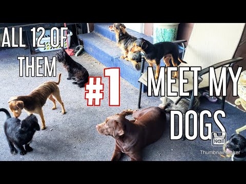Meet My Dogs [we have 12 dogs!!!] - YouTube