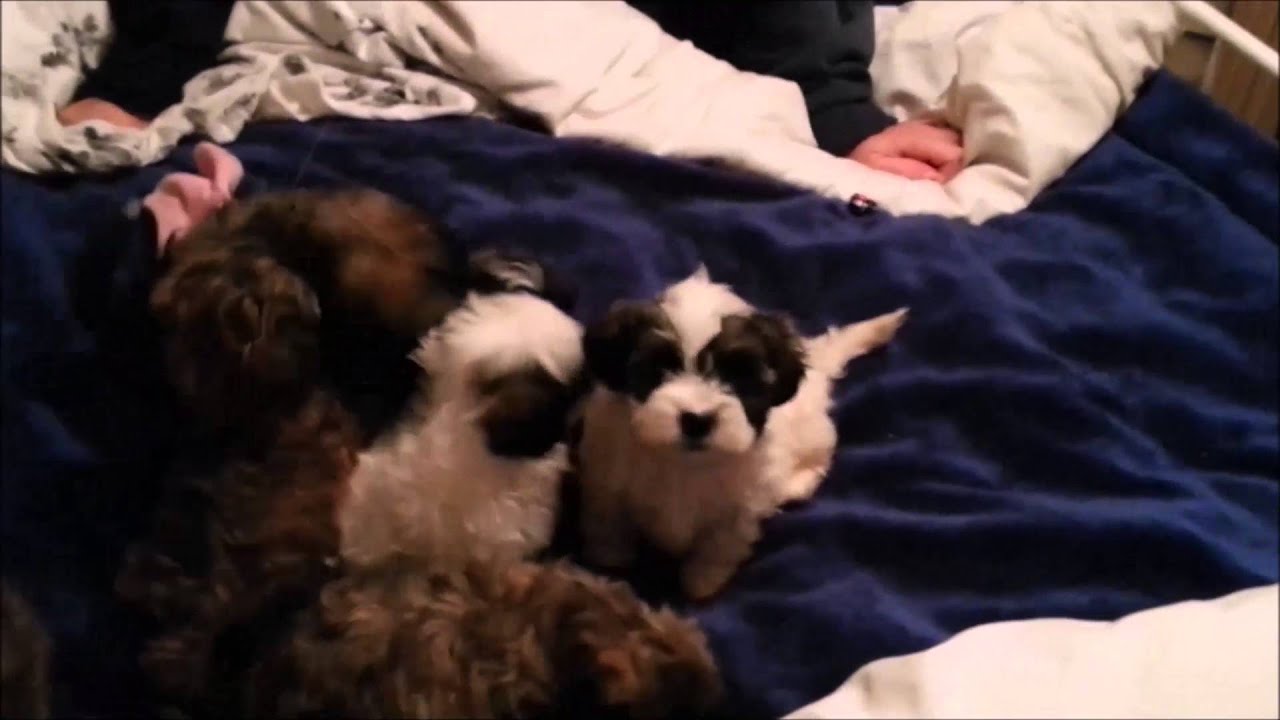 half Poodle, half Shih Tzu puppies - YouTube