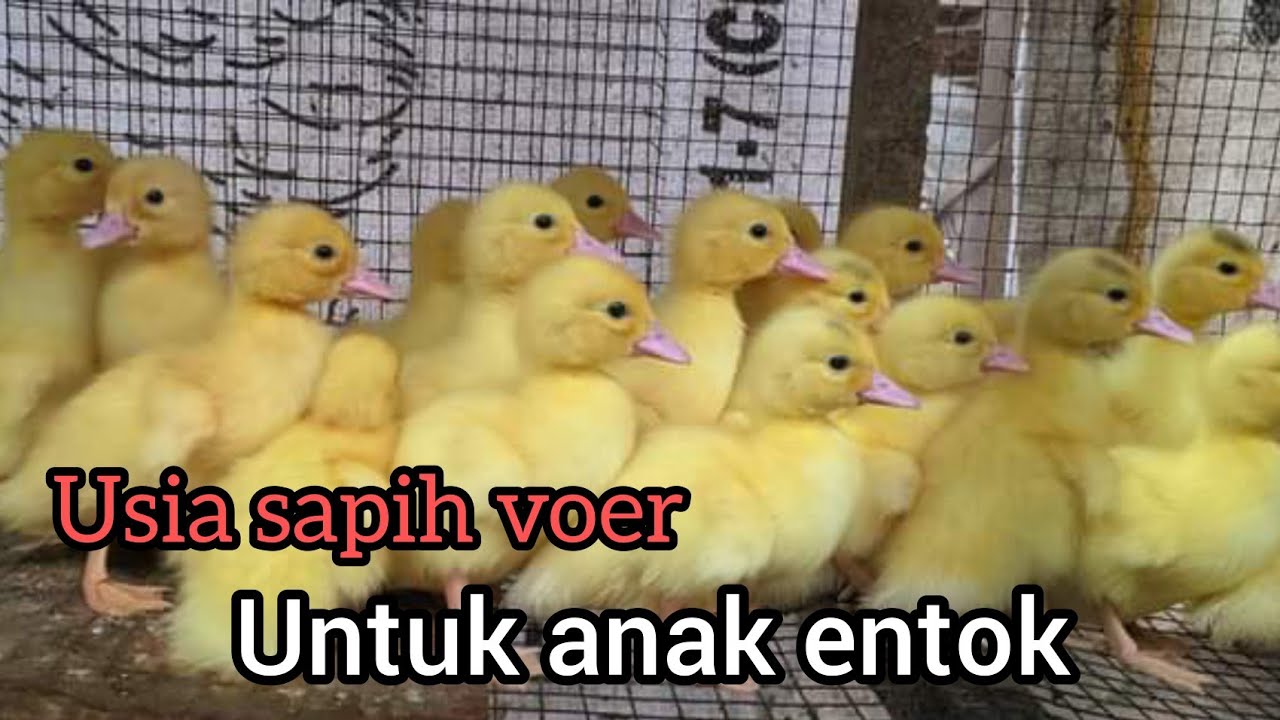 Usia berapa anak entok harus di sapih Voer, ini penjelasannya - YouTube