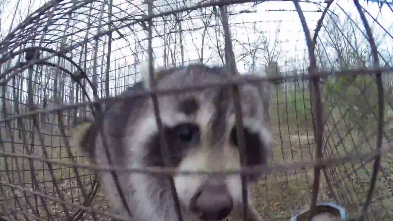 American Leopard Hounds First Coon - YouTube