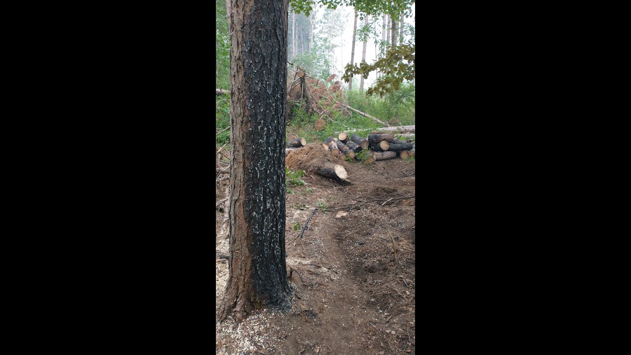 Site of fire in Ottawa greenbelt forest. Reported by CityNews. - YouTube