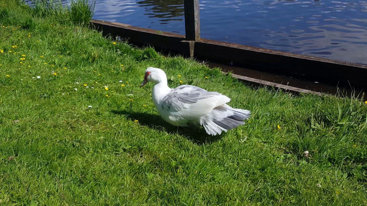 Flying muscovy duck - YouTube