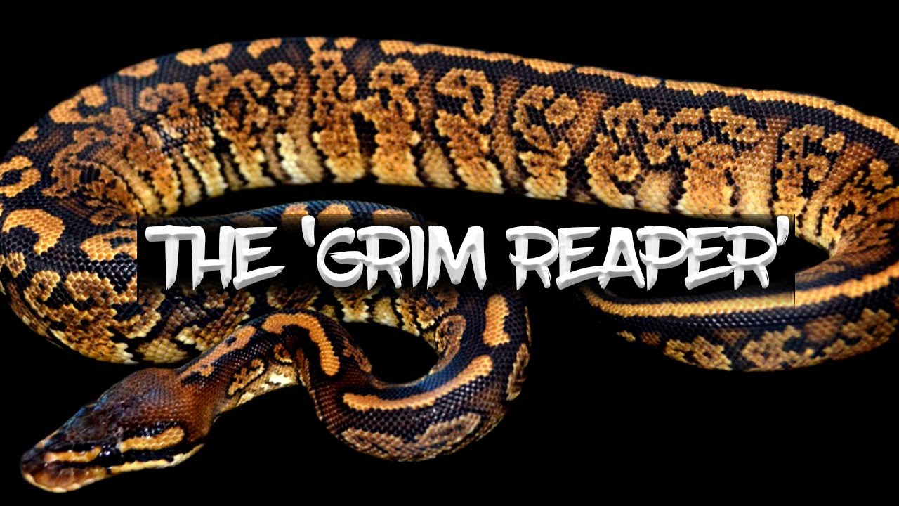 The 'Grim Reaper' Ball Python - YouTube