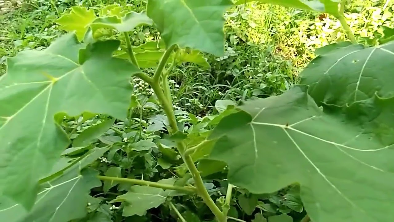 How to get rid of tooth worms दांत के कीड़े से कैसे छुटकारा पाएं - YouTube