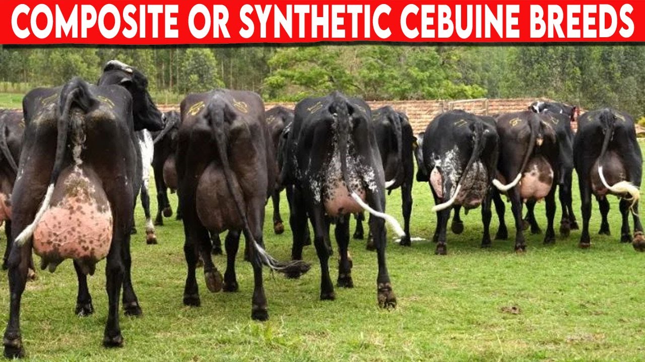 ⭕ COMPOSITE OR SYNTHETIC CEBUINE BREEDS Dairy Cow - YouTube
