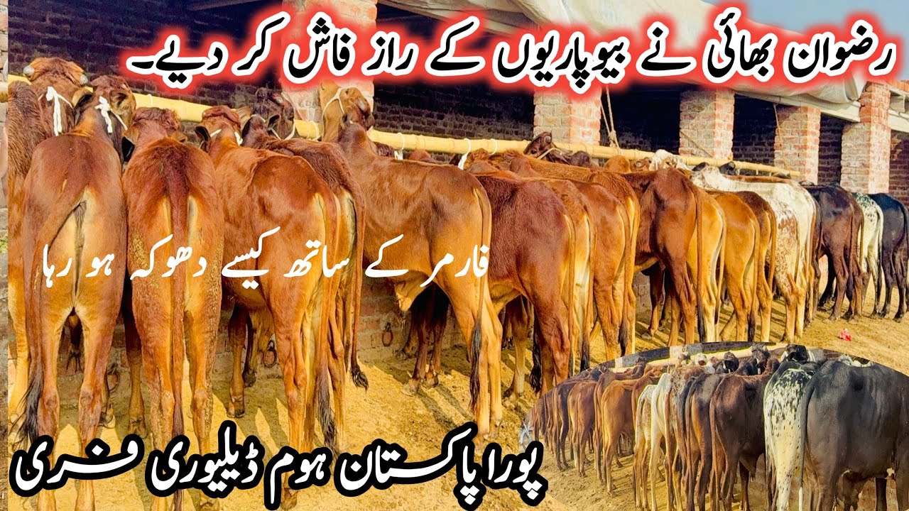 How to start Bachra Farming in Habibabad Pattoki | Parofitable Business ...