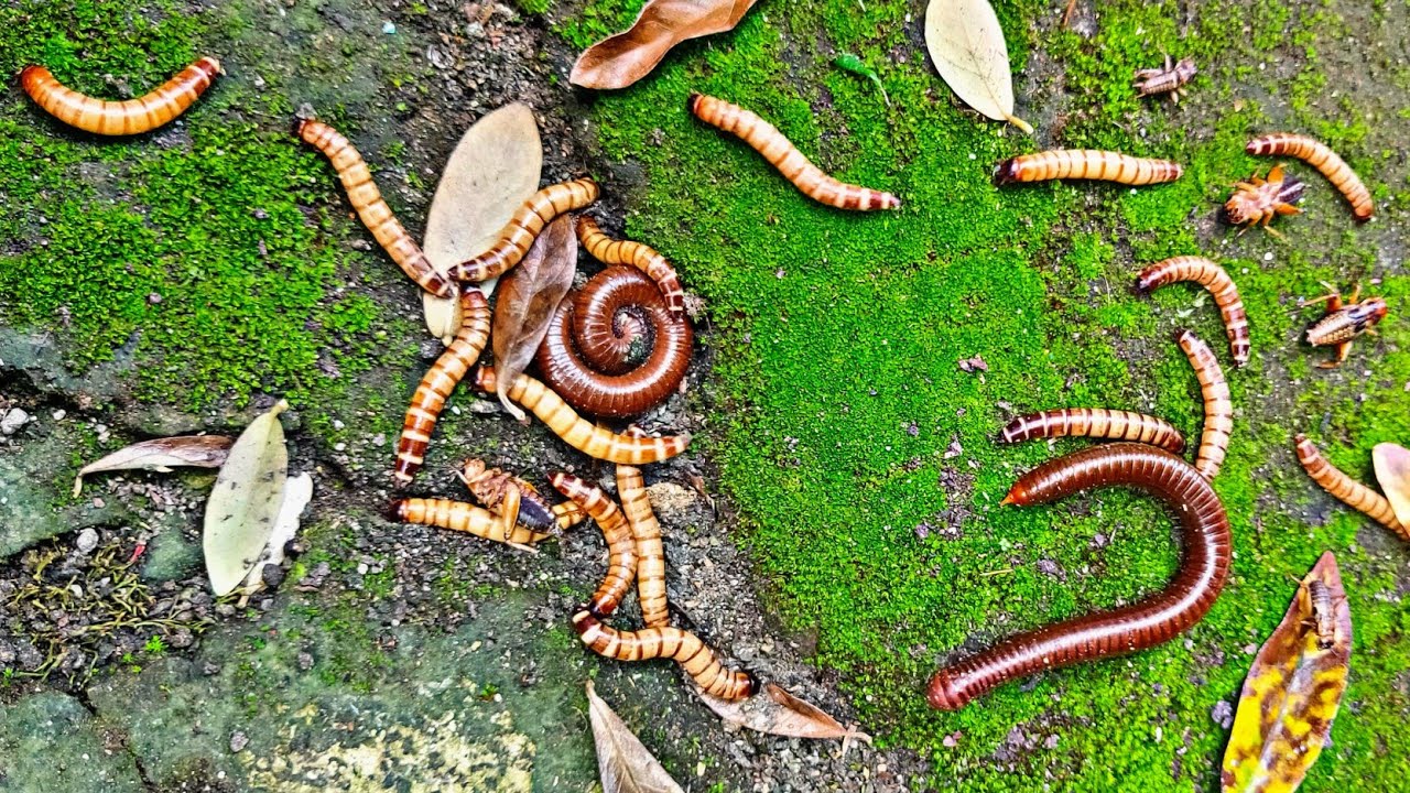 hunting millipedes, mencari banyak hewan jangkrik,kaki seribu,luwing ...