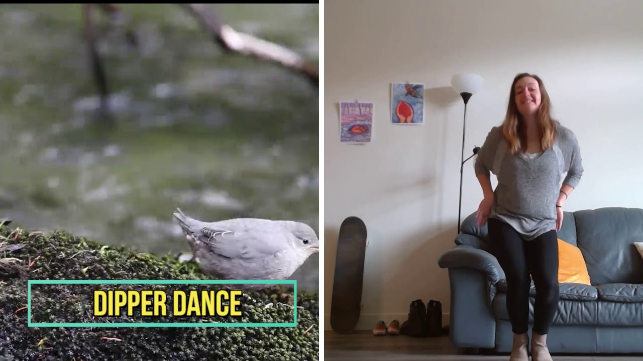 Backyard Nature Challenge: Bird Ballet - YouTube