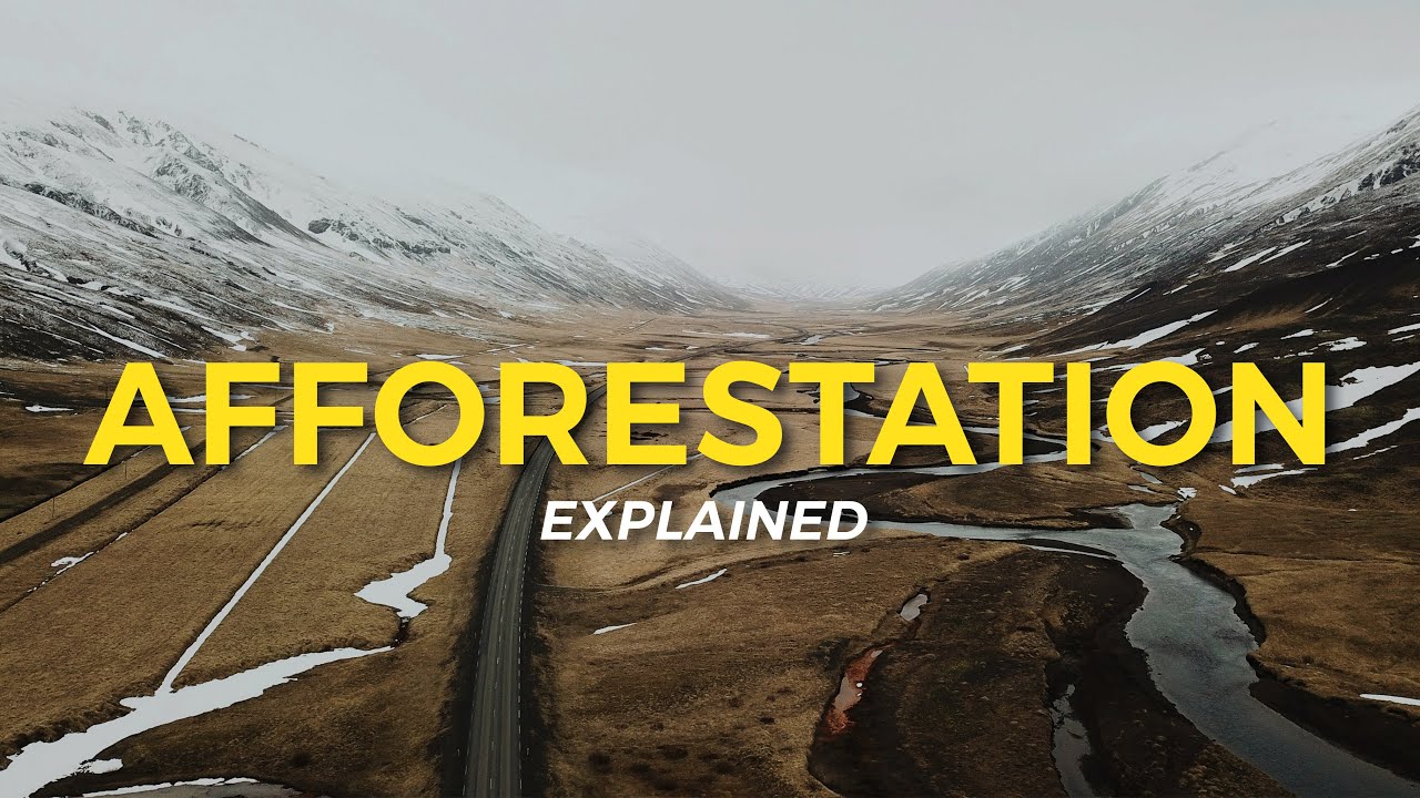What is Afforestation? | Eco Facts | One Tree Planted - YouTube