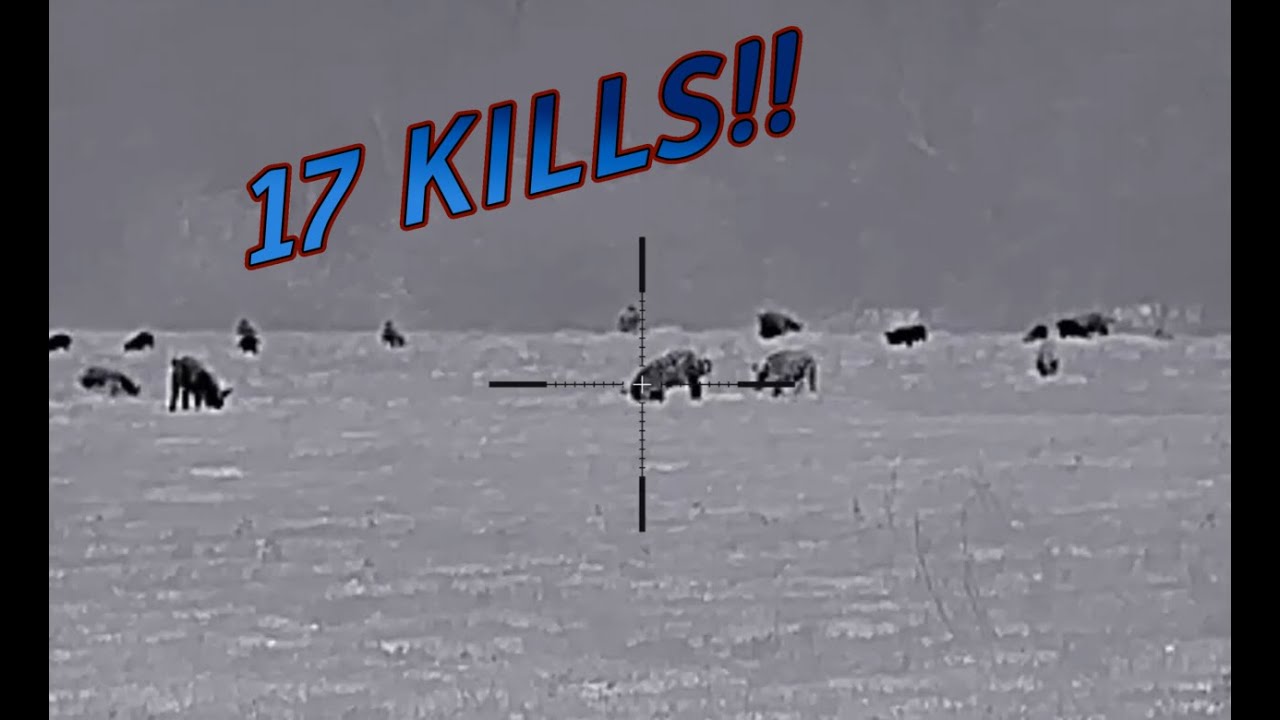 17 PIGS DOWN! - YouTube