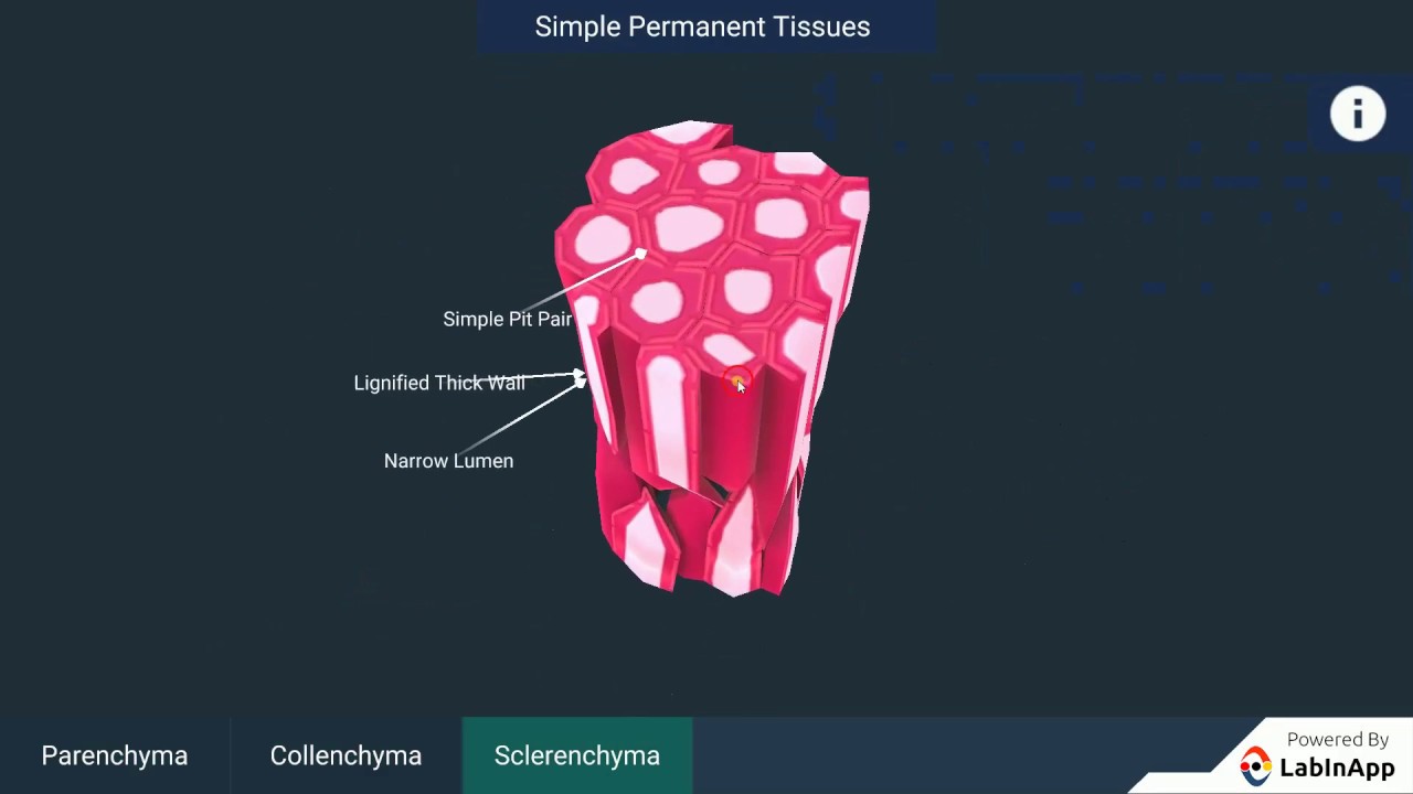 Tissues Plant Tissues Simple Permanent Tissue YouTube tissues-plant-tissues-simple-permanent-tissue-youtube
