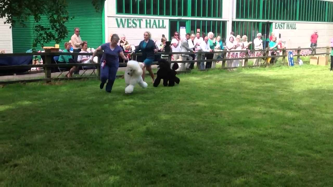 Standard Poodle Club UK Championship show 2013 - YouTube