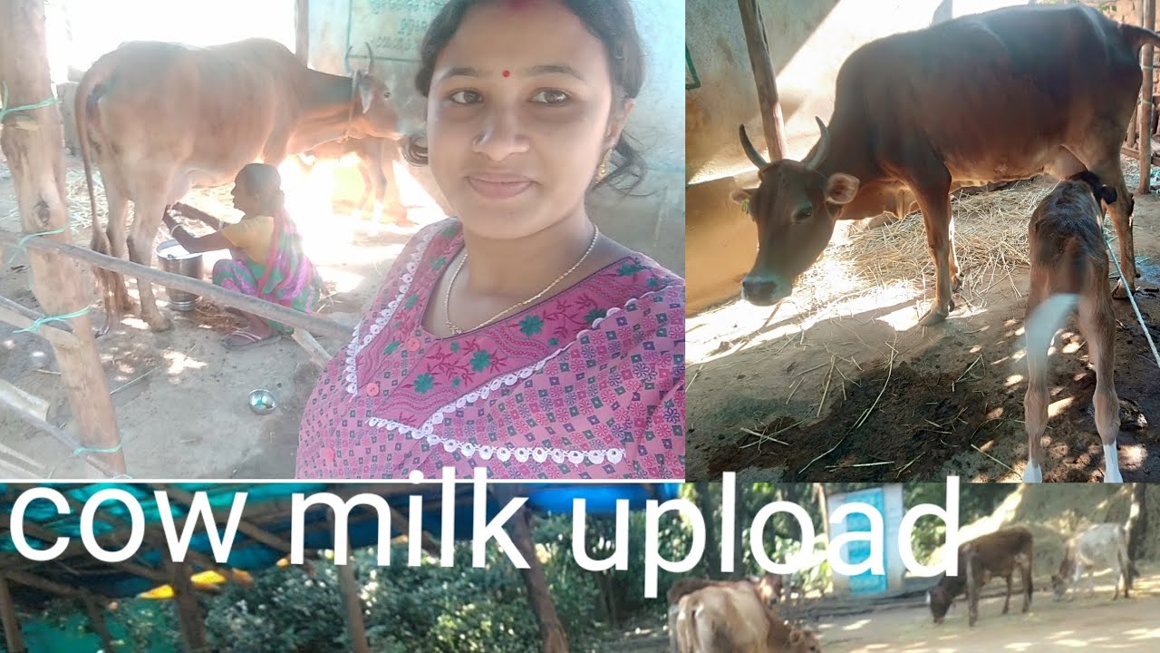 dudh donon video . cow milk upload video - YouTube