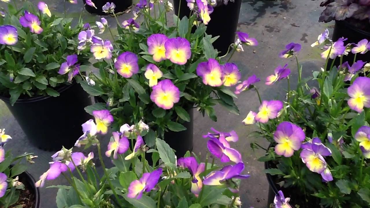 Viola Starry Night GS - YouTube