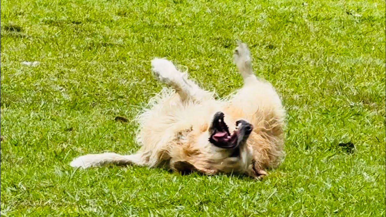 The pup-tacular get-dry dance off has begun! 💃🪩🕺 - YouTube