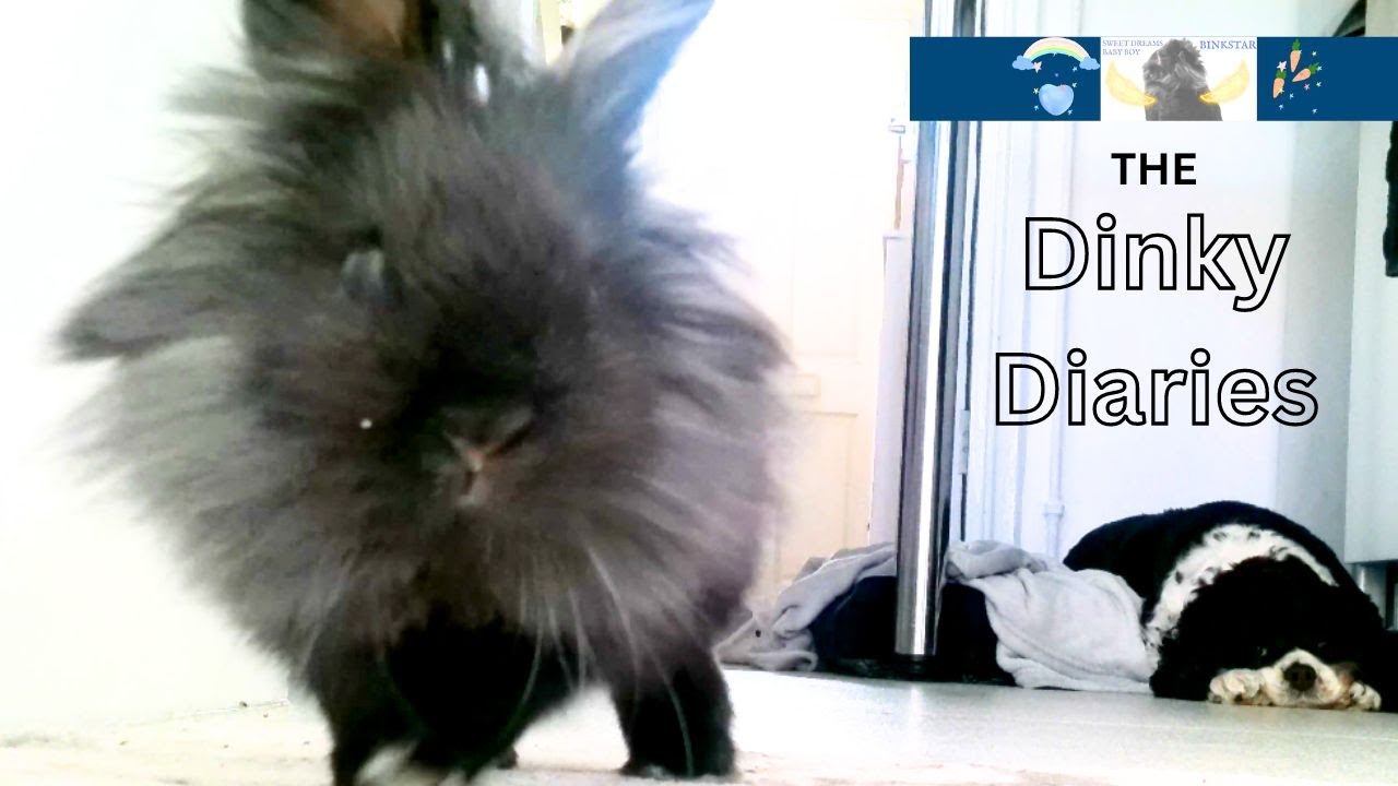 The Dinky Diaries & Binky - YouTube