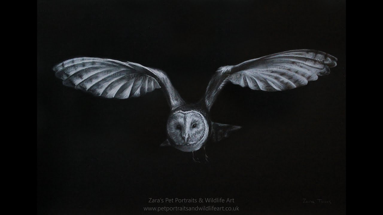 Colour Pencil on Black Paper - Drawing a Barn Owl - YouTube