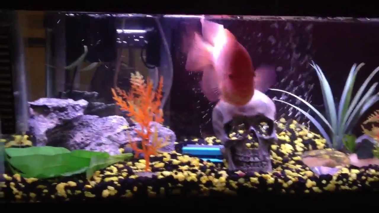 Female Red devil tank - YouTube