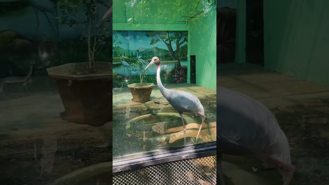 Vandalur zoo.... beauty of wild life! - YouTube