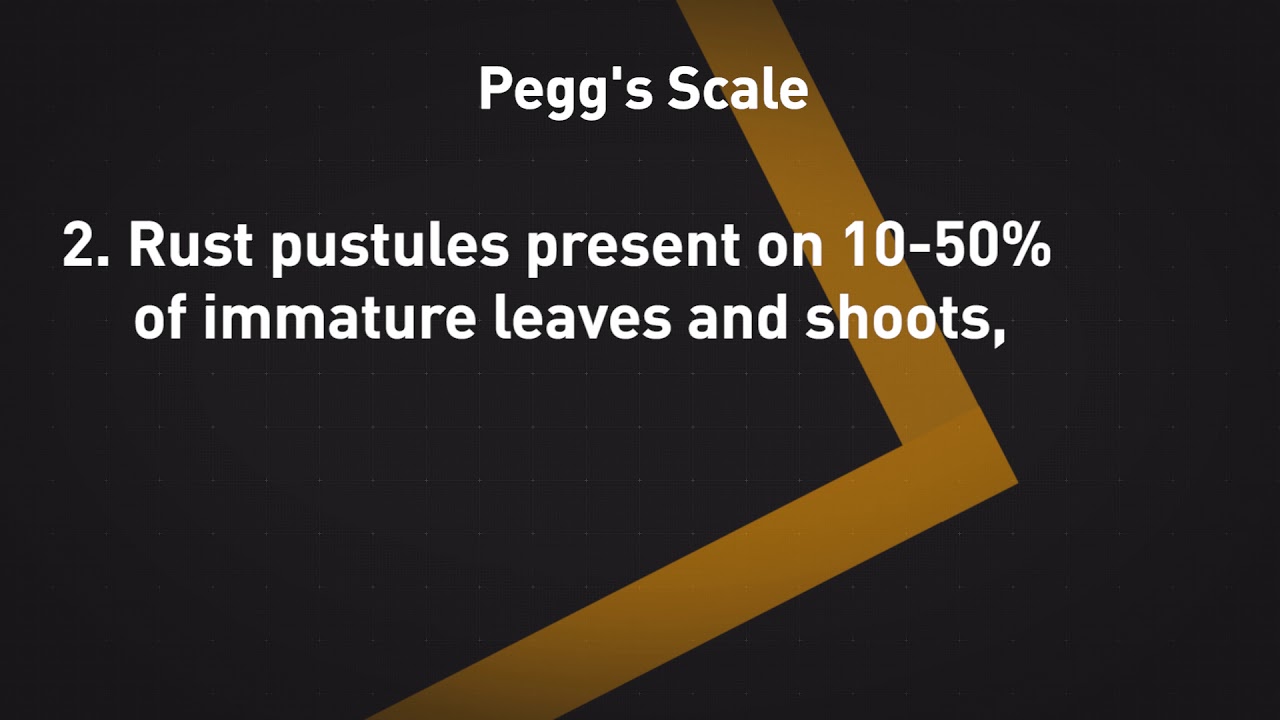 Identifying the scale of the impact of myrtle rust - YouTube