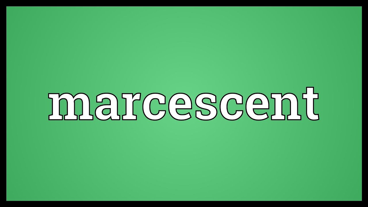 Marcescent Meaning - YouTube