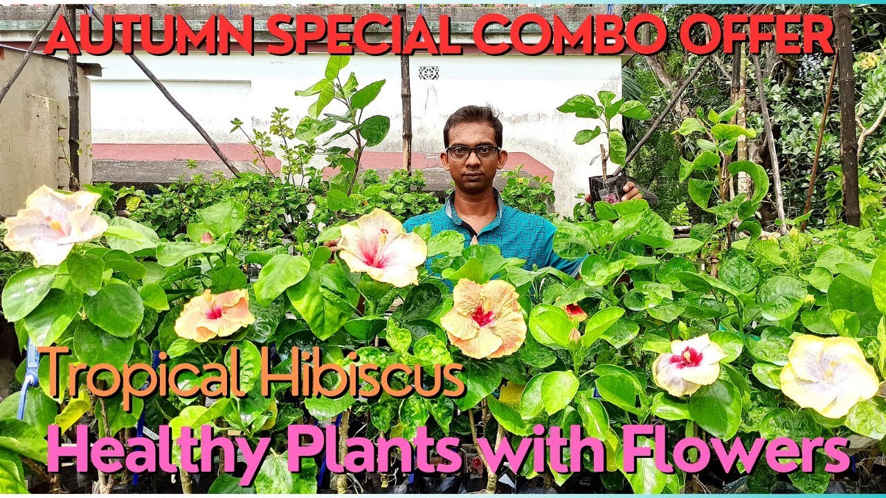 Autumn Special Combo Offer ।। Tropical Hibiscus Healthy Plants # ...