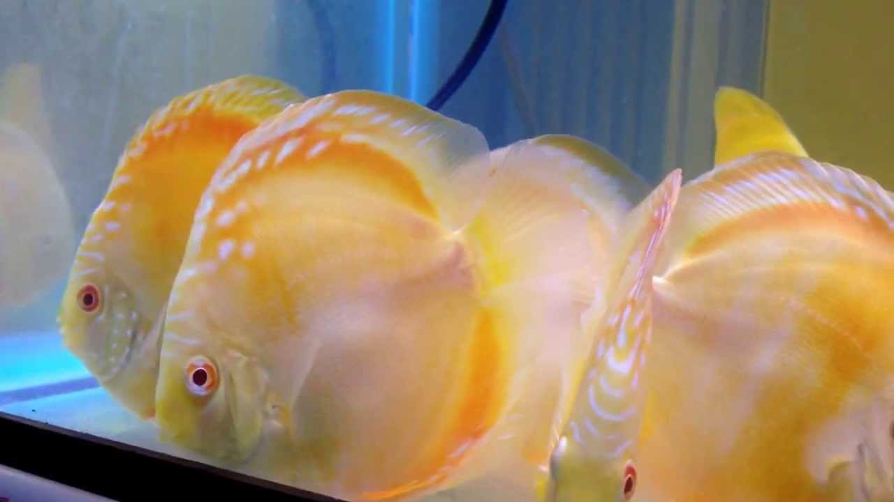 Albino Yellow Crystal Discus - YouTube