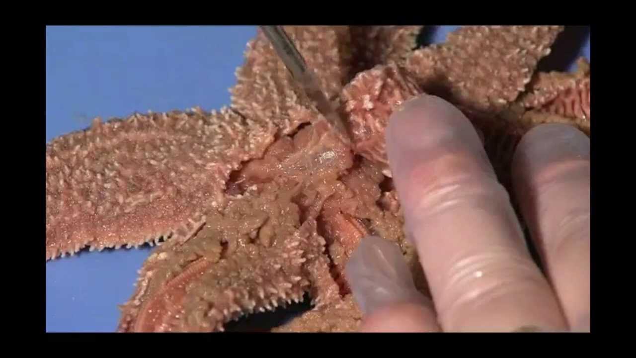 Sea Star Dissection: Student Cut #1 for Lesson Plan - YouTube