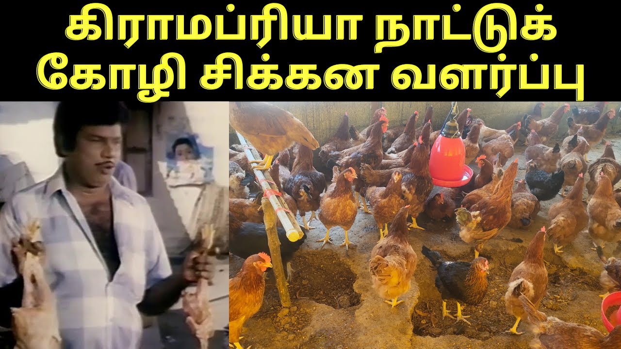 கிராமப்பிரியா நாட்டுக்கோழி வளர்ப்பு முறைகள் / gramapriya kozhi tamil ...
