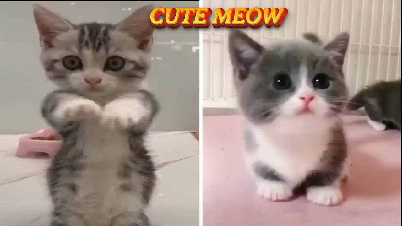 Cute cat short video 😂 Cute cats and kittens 🐱🐶 - YouTube