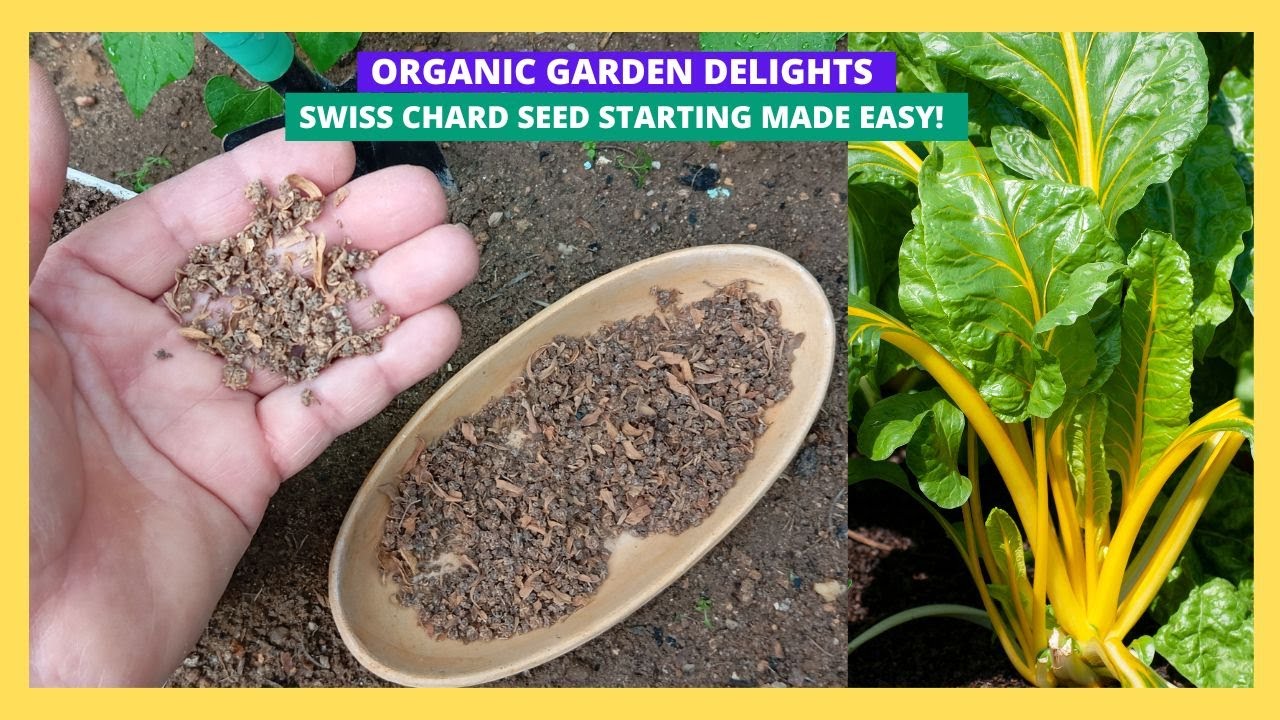Swiss Chard Seed Planting Guide