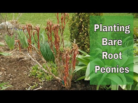 How To Plant Bare Root Tree Peonies