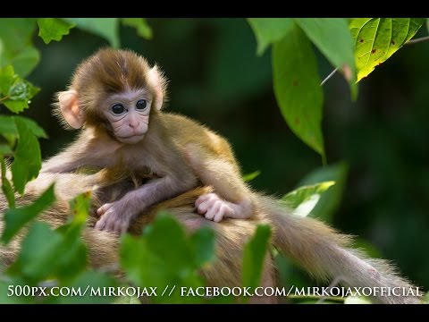 Wild Monkeys at Silver River, Ocala Florida - Rhesus macaques live in ...