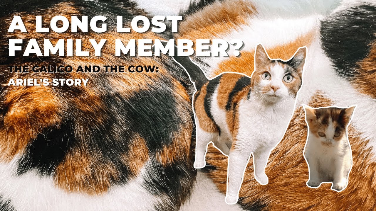 Meet Our Newest Family Member | Story Time | The Calico and The Cow ...
