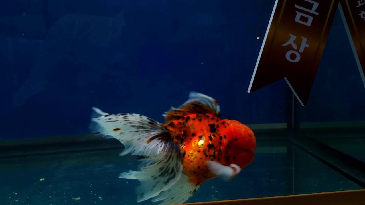 제2회 관상어 박람회 (2016 korea goldfish competition) - YouTube