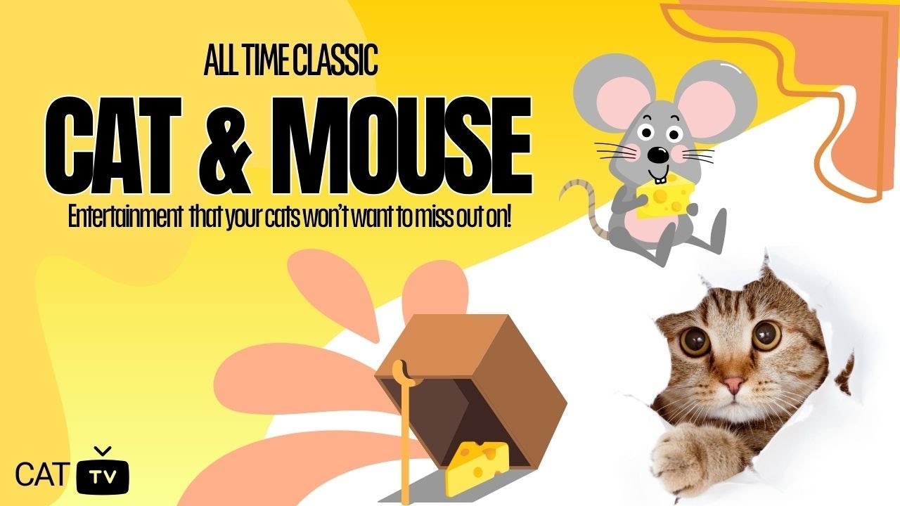 Cat & Mouse | Cat Game | Cat Entertainment Video - YouTube