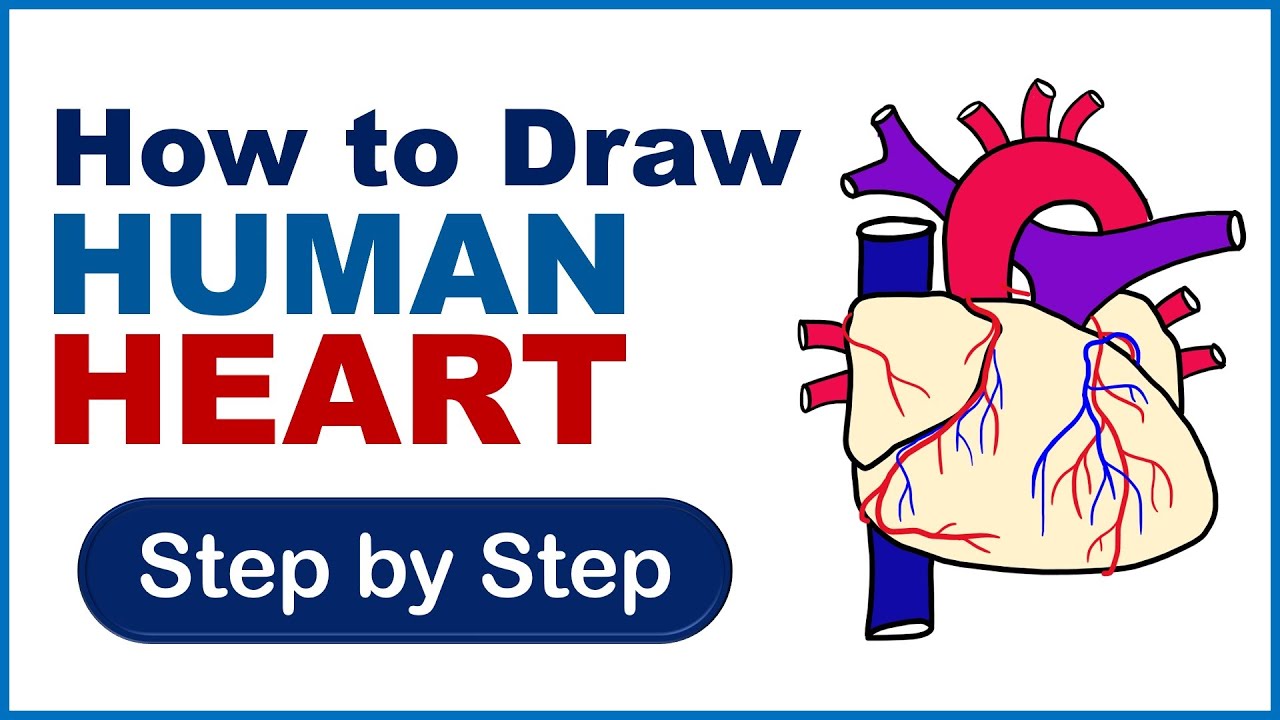 [Animated] How to Draw a Perfect Human Heart || Step by Step Tutorial ...