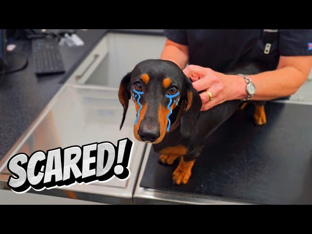 Scared Dachshund Training A Dog With Anxiety: How To Train A Fearful