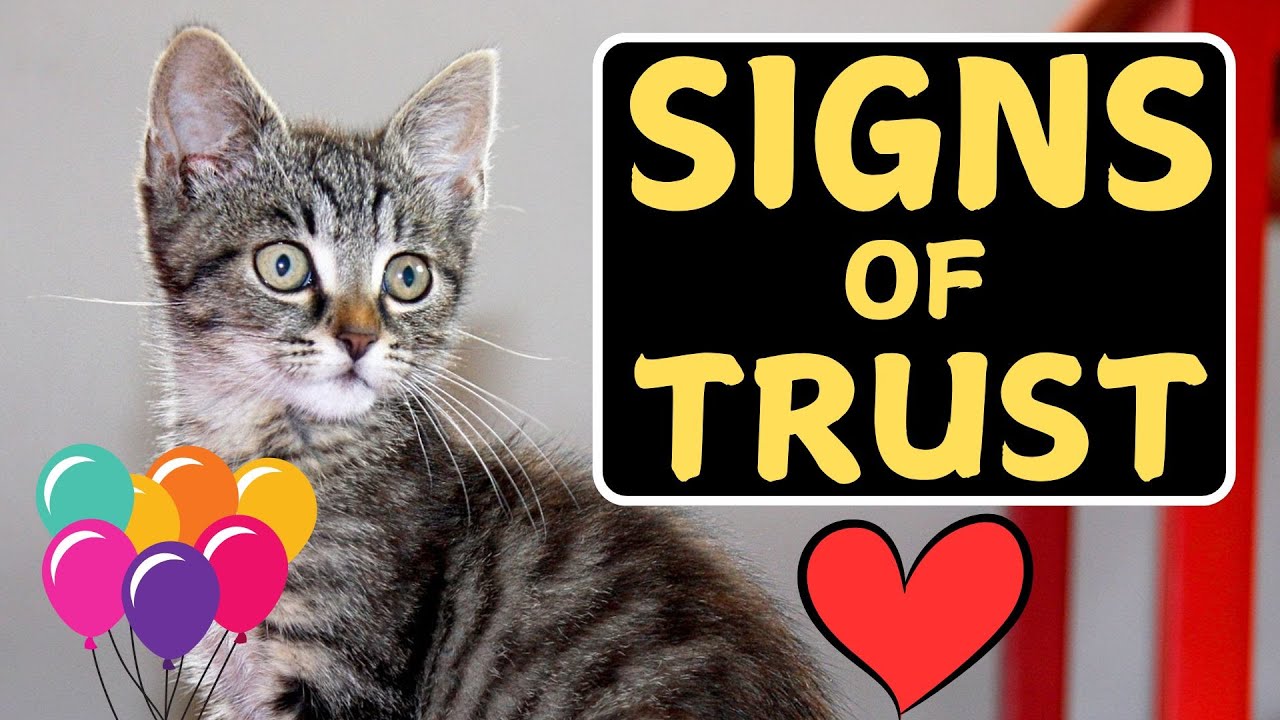 Does Your Cat Trust You? (SIGNS TO KNOW!) - YouTube