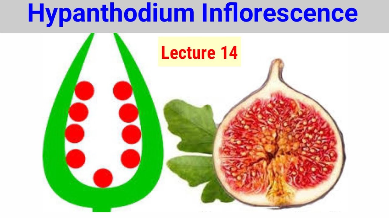Hypanthodium Inflorescence (Lecture 14) In Hindi/Urdu. - YouTube