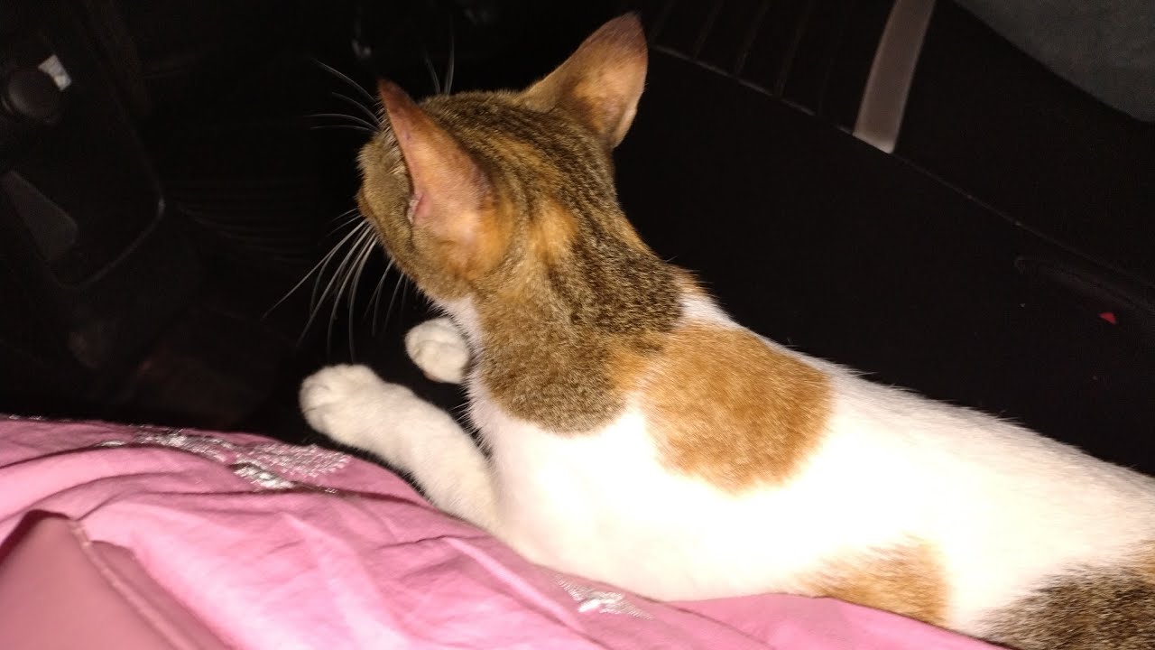 😍Sayed is live cut out cute🥳 - YouTube